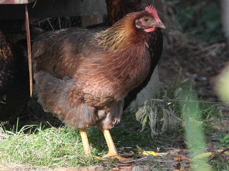 Welsummer Chicken - Breed Profile - Backyard Poultry